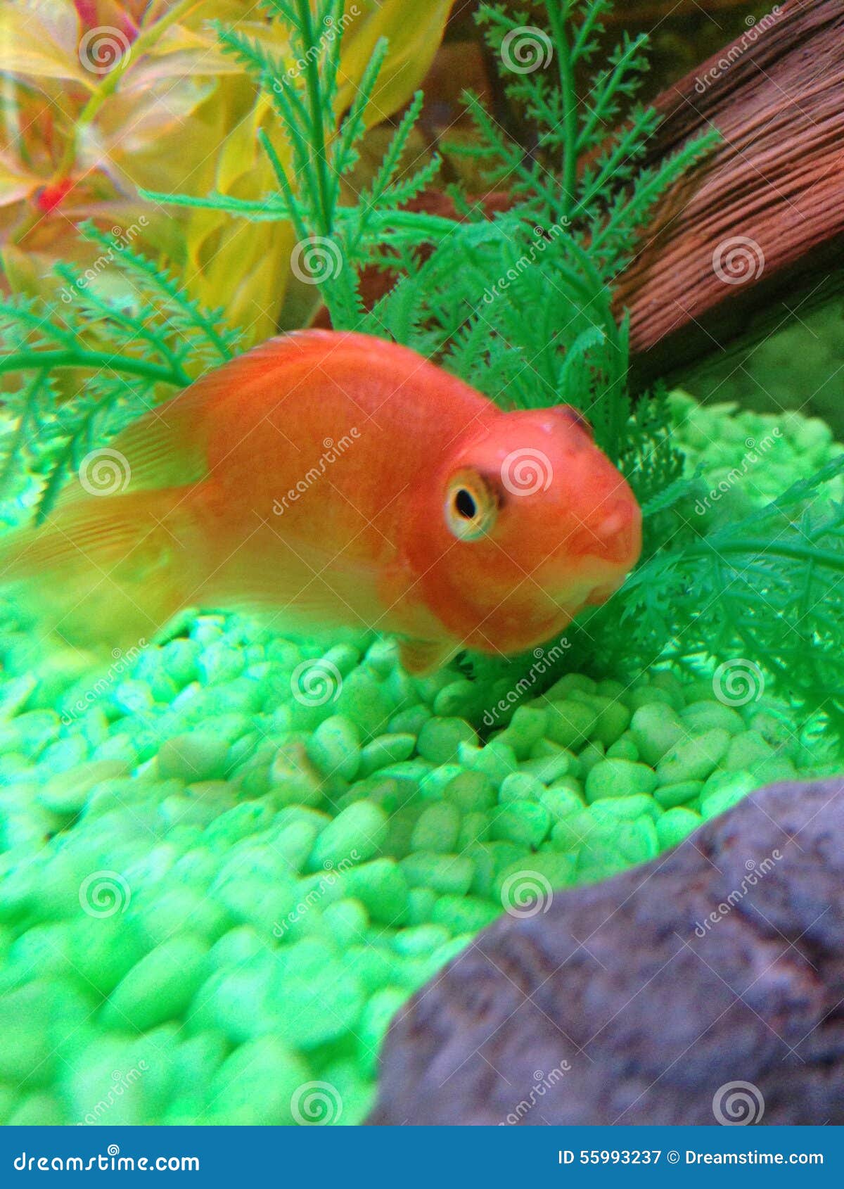 Parrot stock image. Image of smiling, swimming, fresh - 55993237