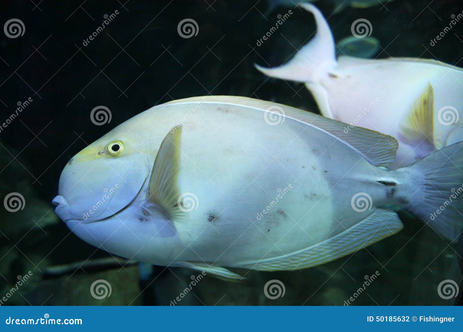 Parrot fish stock photo. Image of marine, abysmal, biology - 50185632