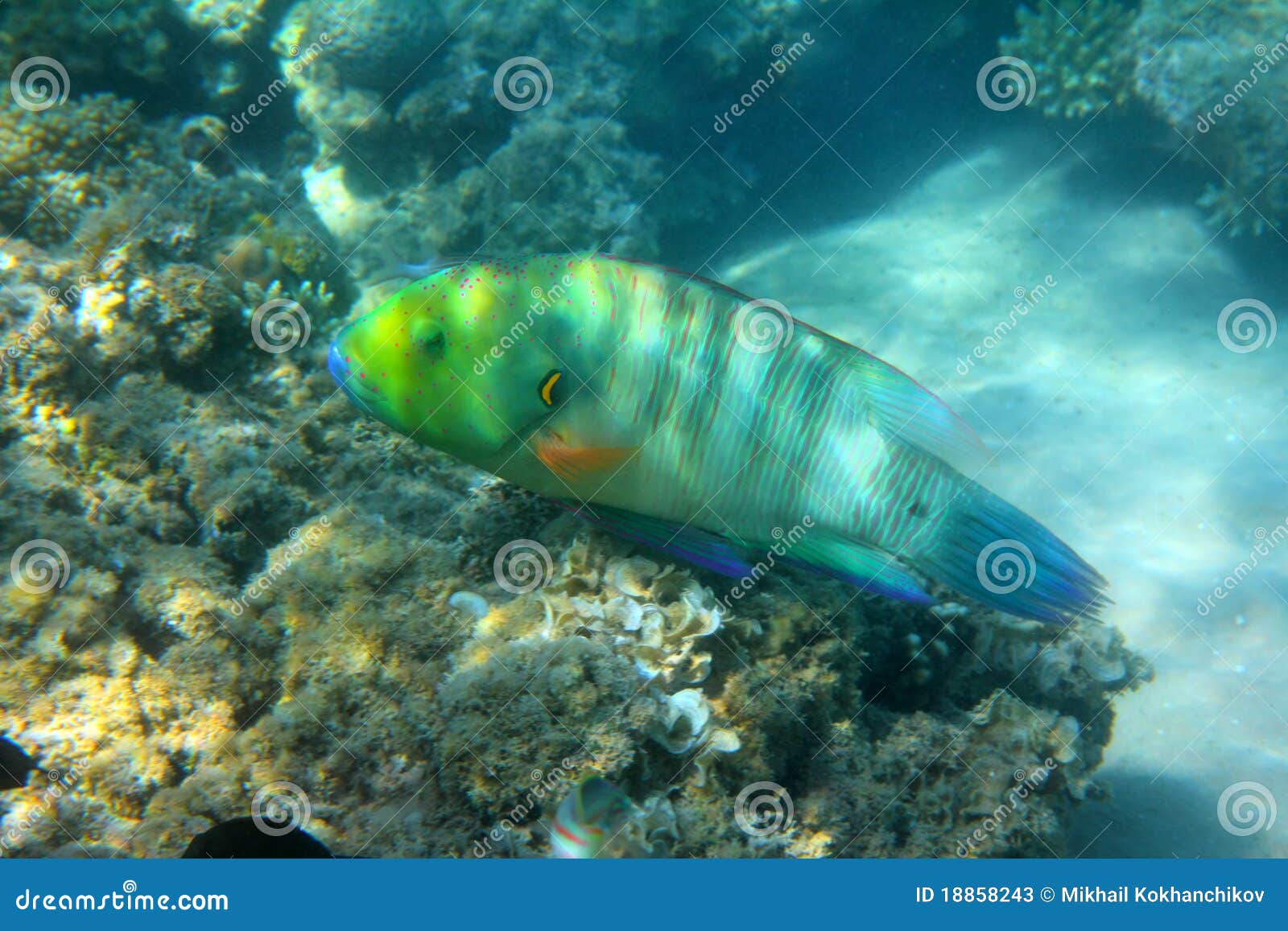 Parrot fish under water stock image. Image of saltwater - 18858243