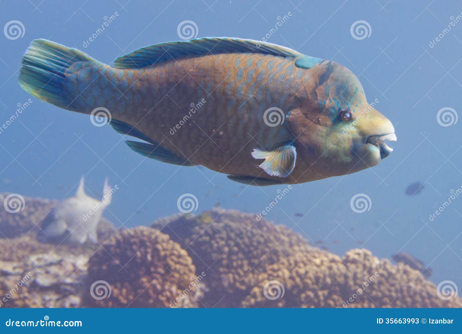 Parrot fish underwater stock image. Image of beach, holiday - 35663993
