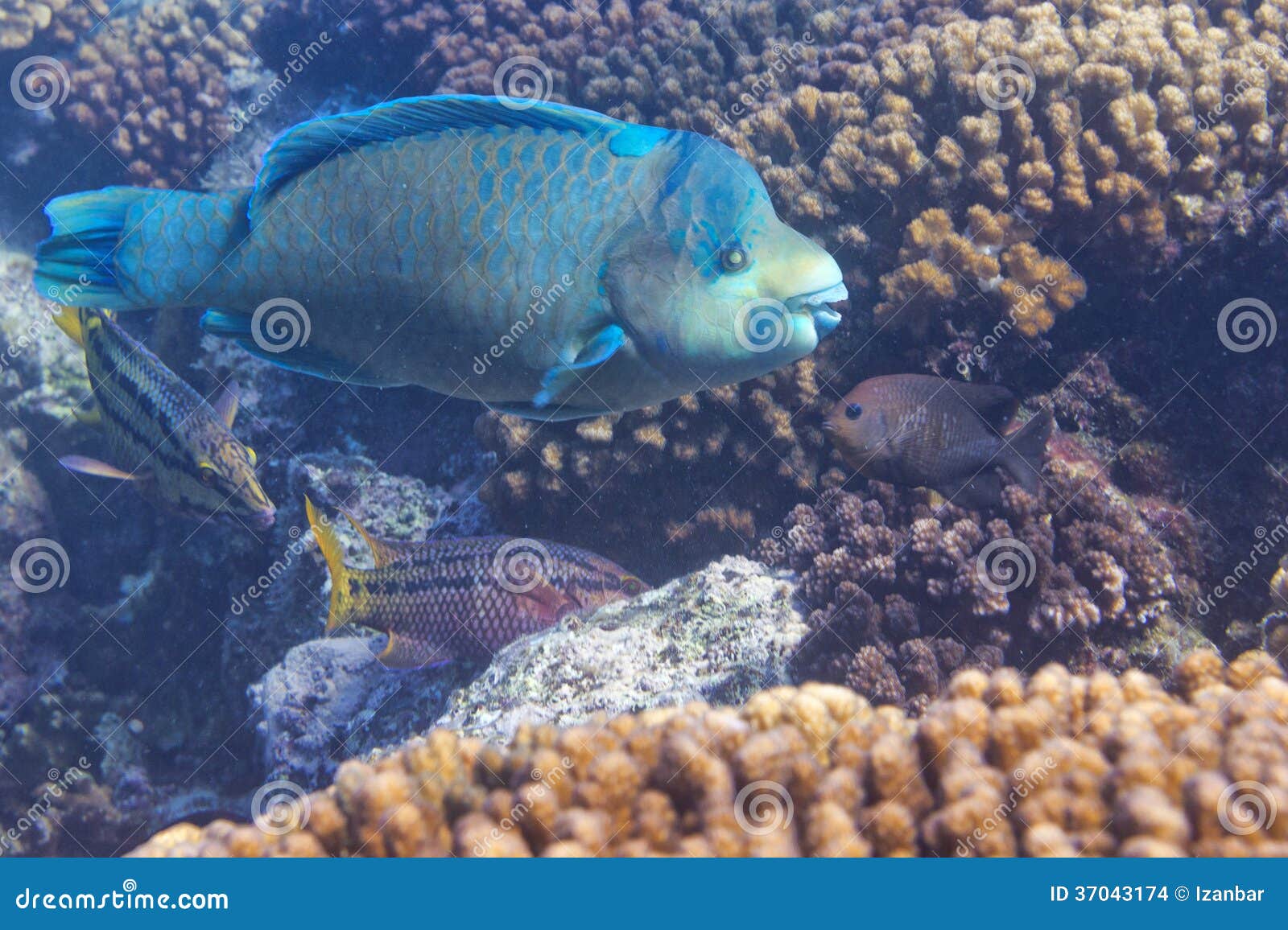 Parrot fish underwater stock photo. Image of sunset, hawk - 37043174