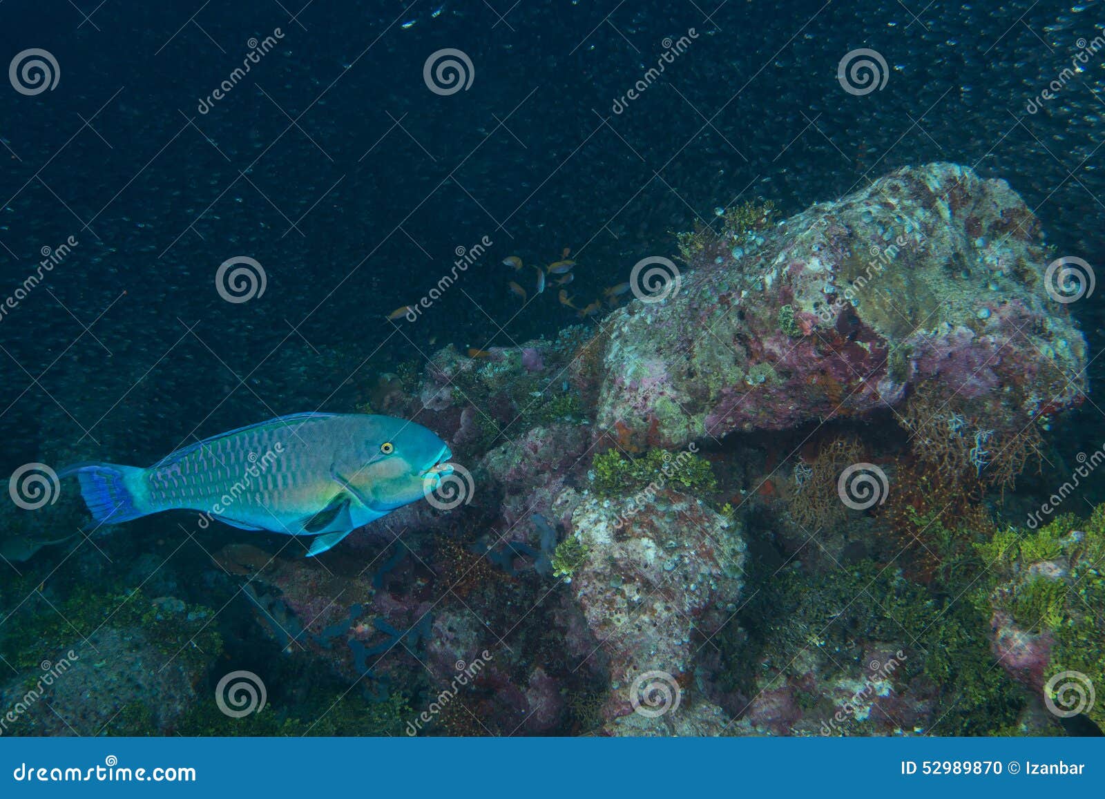 Parrot fish underwater stock photo. Image of lagoon, manta - 52989870
