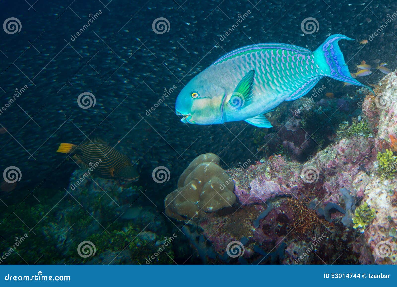 Parrot fish underwater stock photo. Image of cloud, manta - 53014744