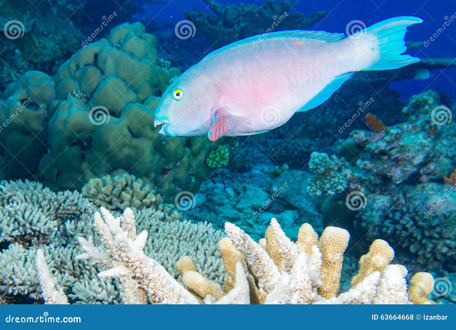 Parrot Fish Underwater on the Reef Stock Photo - Image of ocean, puffer ...