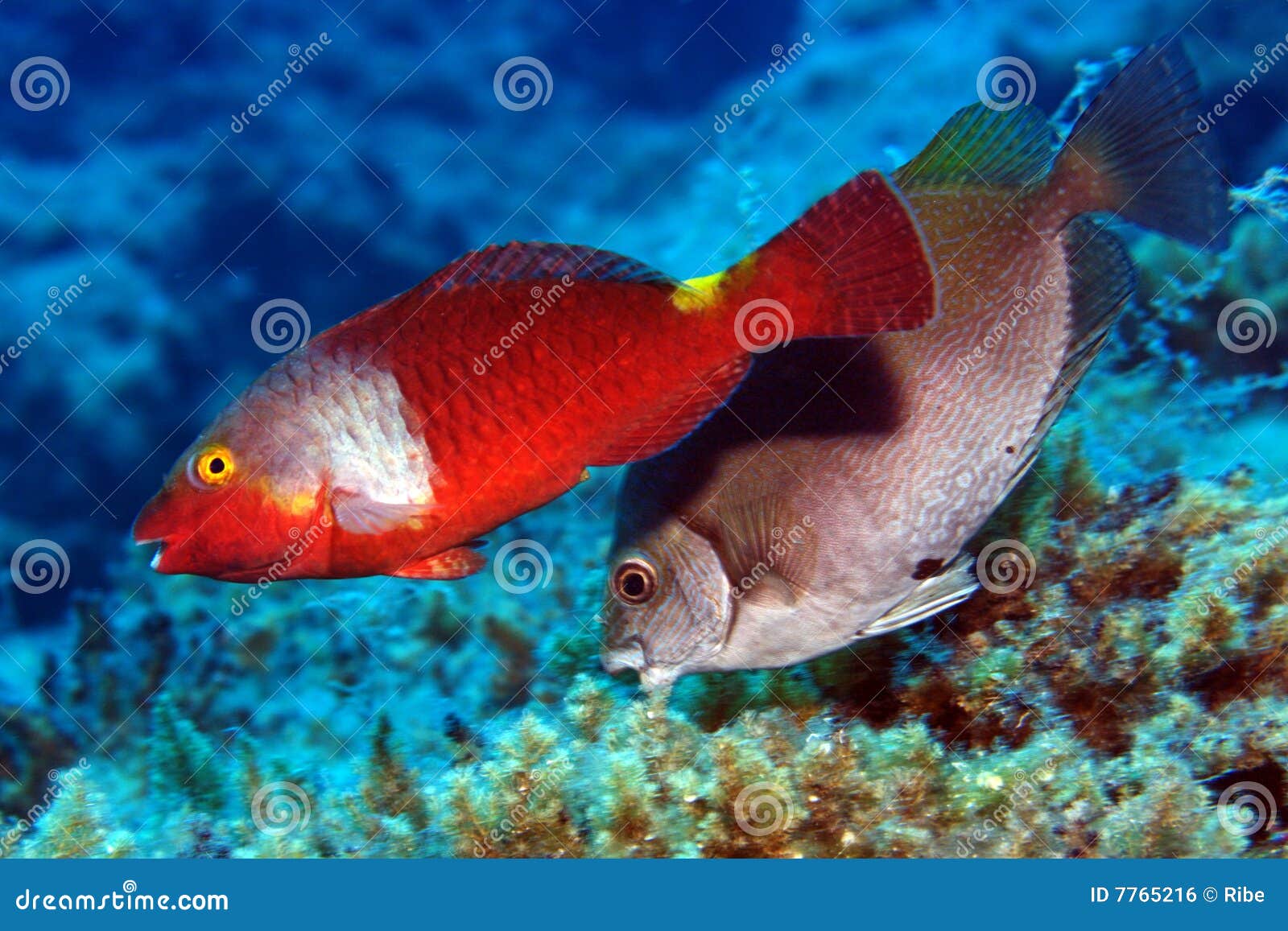 Parrot fishes stock photo. Image of fishes, reef, scuba - 7765216