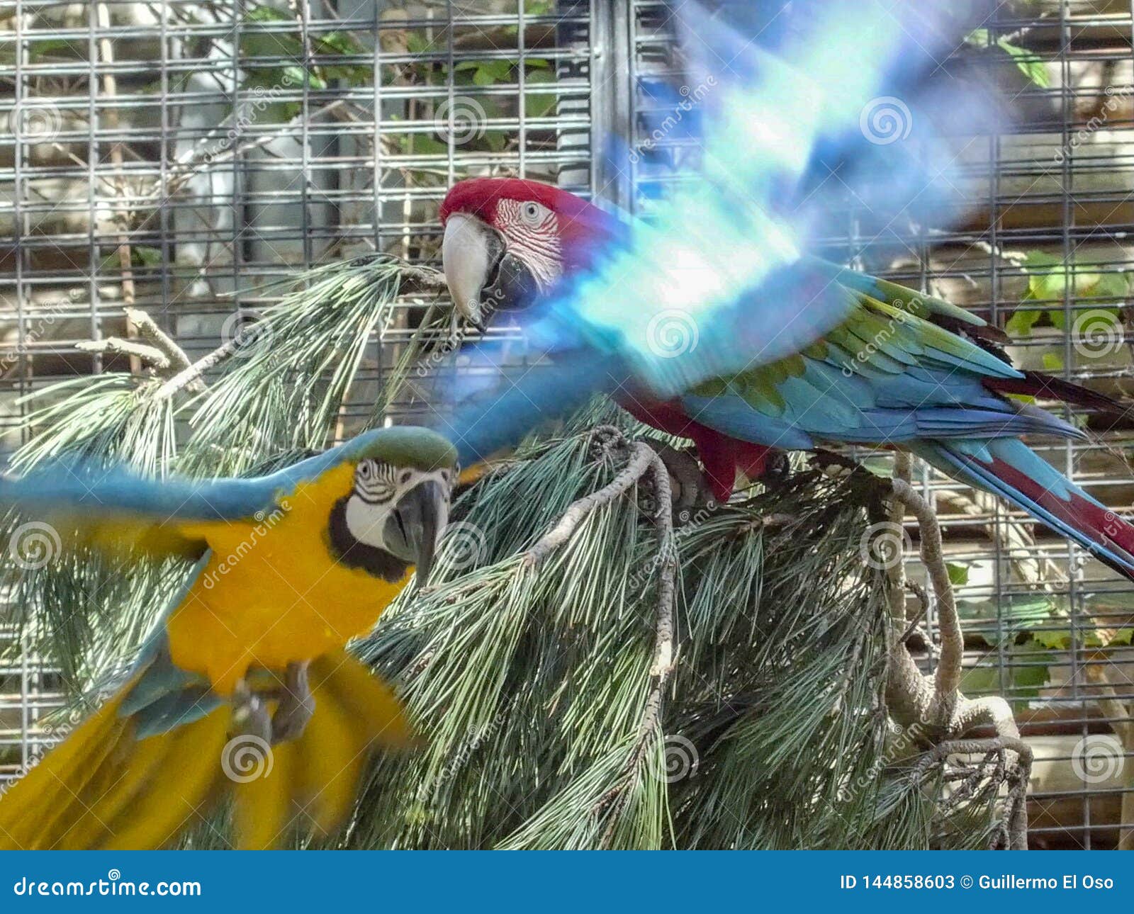 Parrot during the Flight from the Branch Stock Image - Image of feather ...
