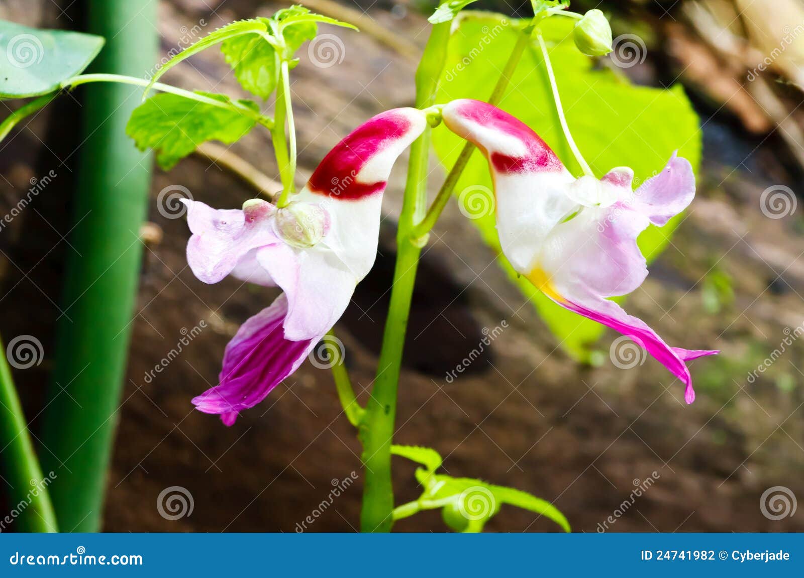 The parrot flower stock photo. Image of colors, green - 24741982