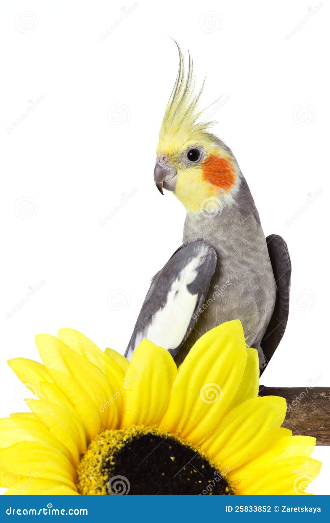 Parrot and a flower stock photo. Image of shot, crest - 25833852