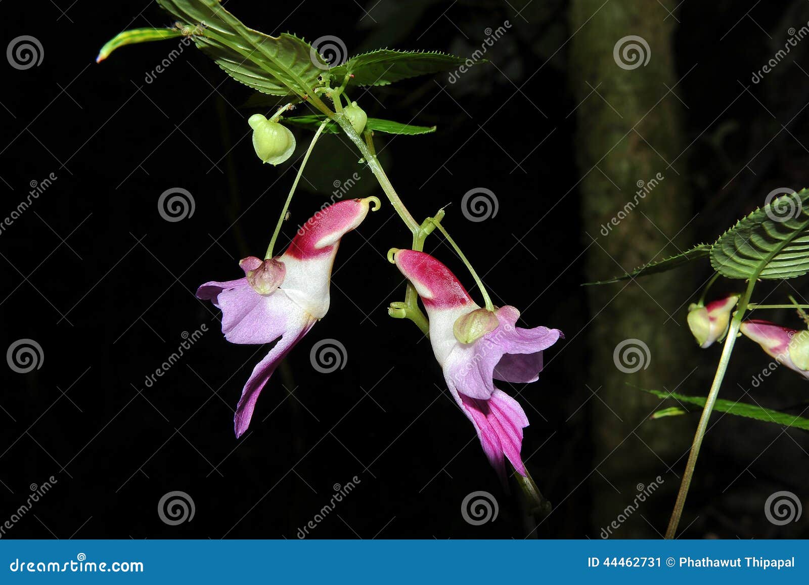 Parrot Flower stock image. Image of floral, garden, colorful - 44462731