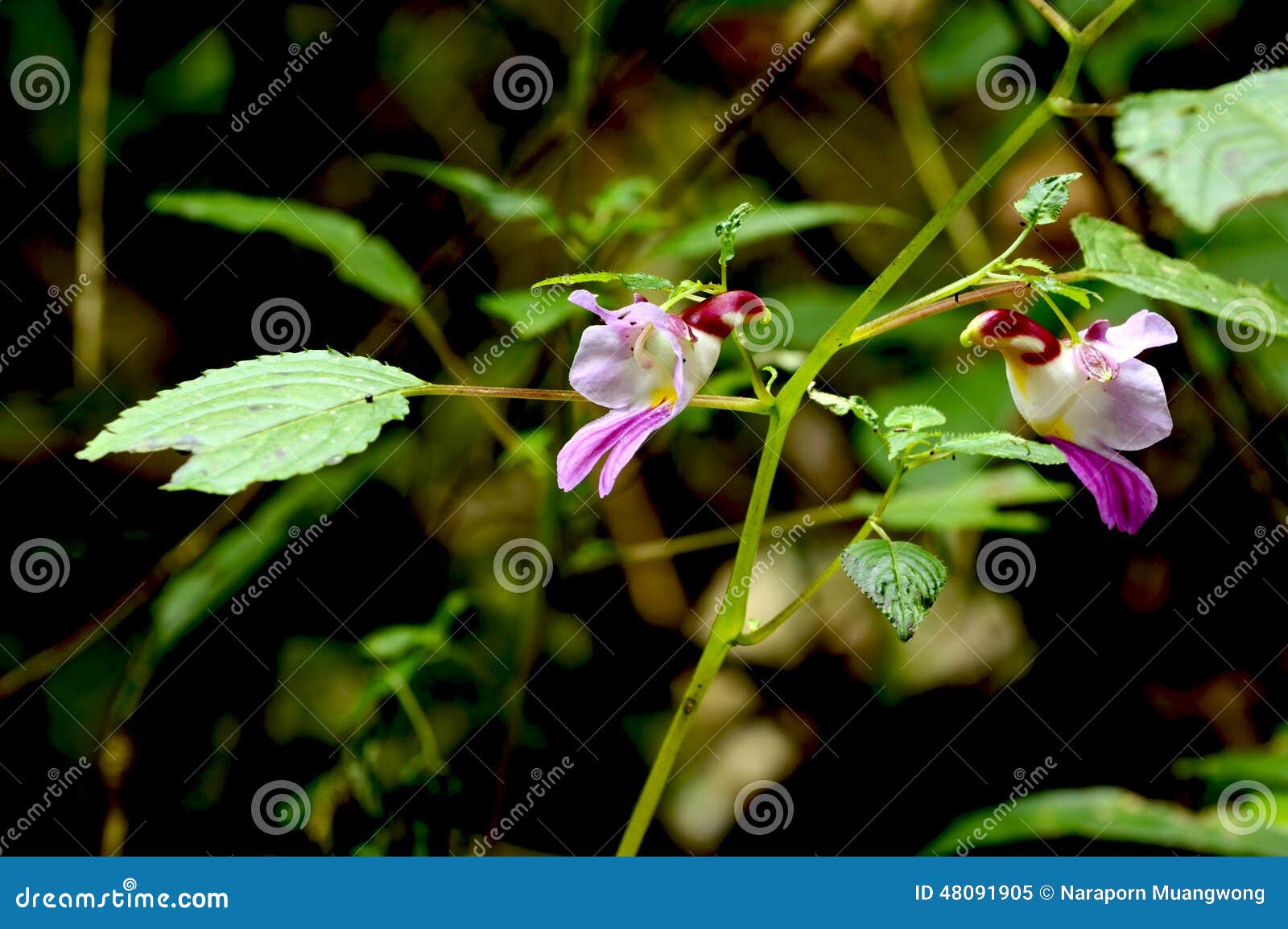 Parrot Flower stock image. Image of impatiens, jungle - 48091905