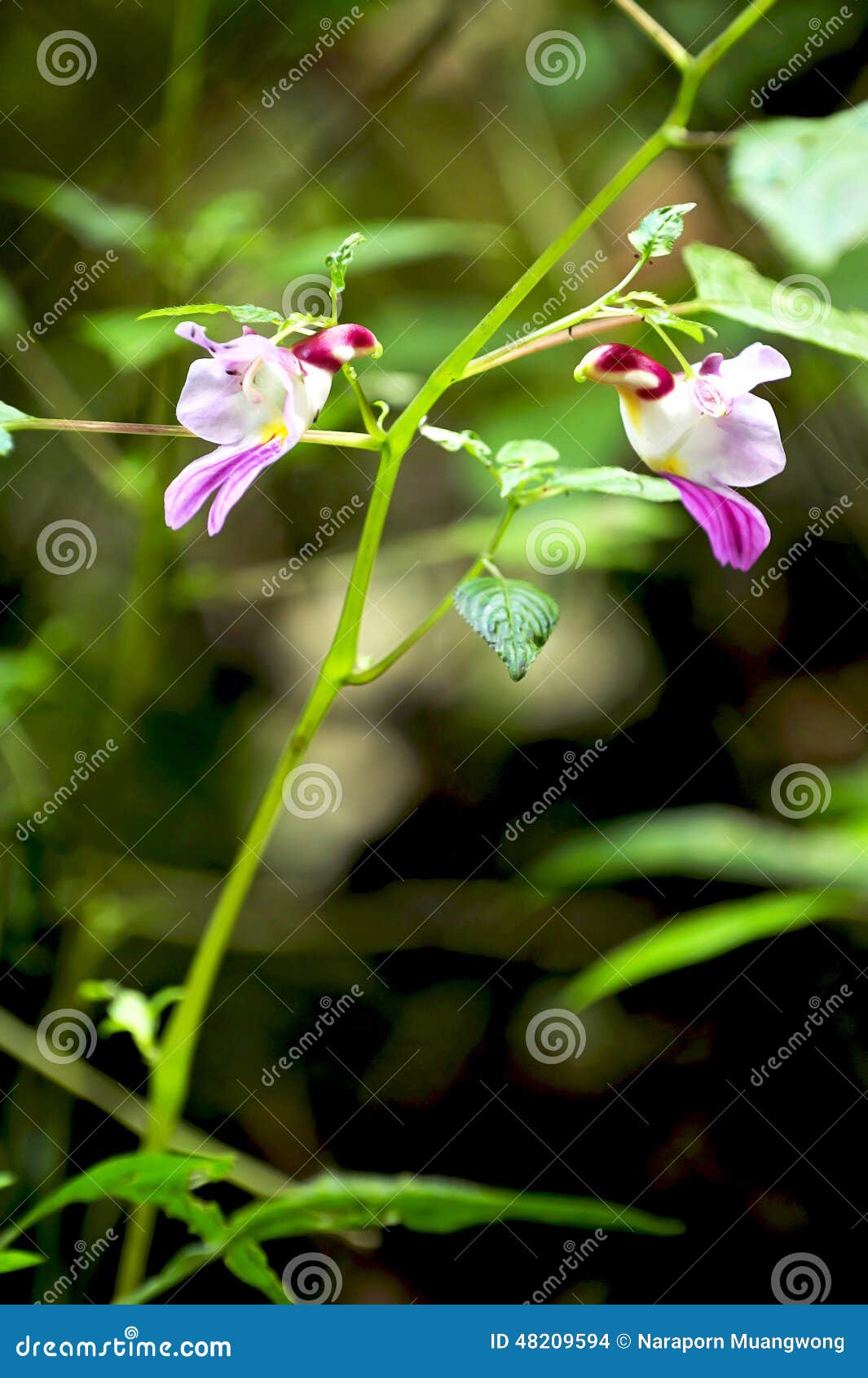 Parrot Flower stock photo. Image of balsaminaceae, exotic - 48209594