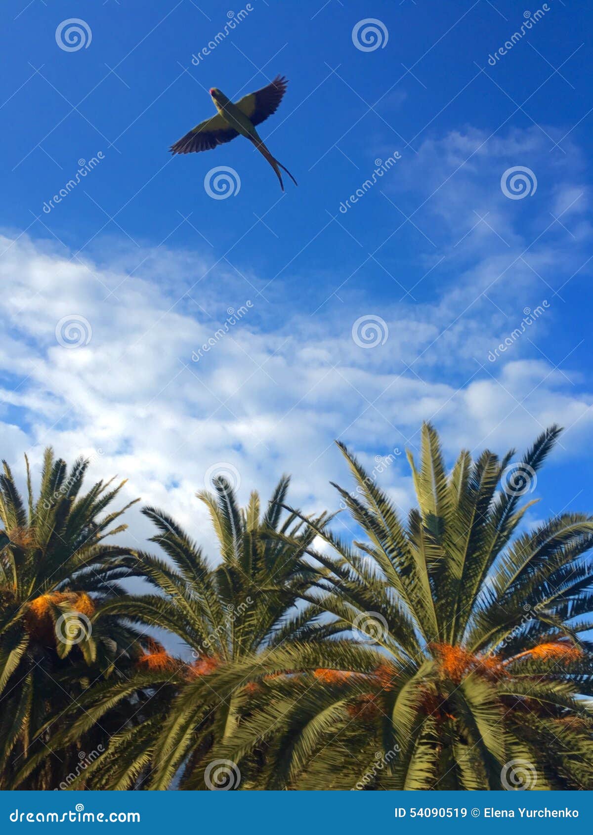 Parrot Flying Against the Sky Stock Image - Image of parrot, flew: 54090519