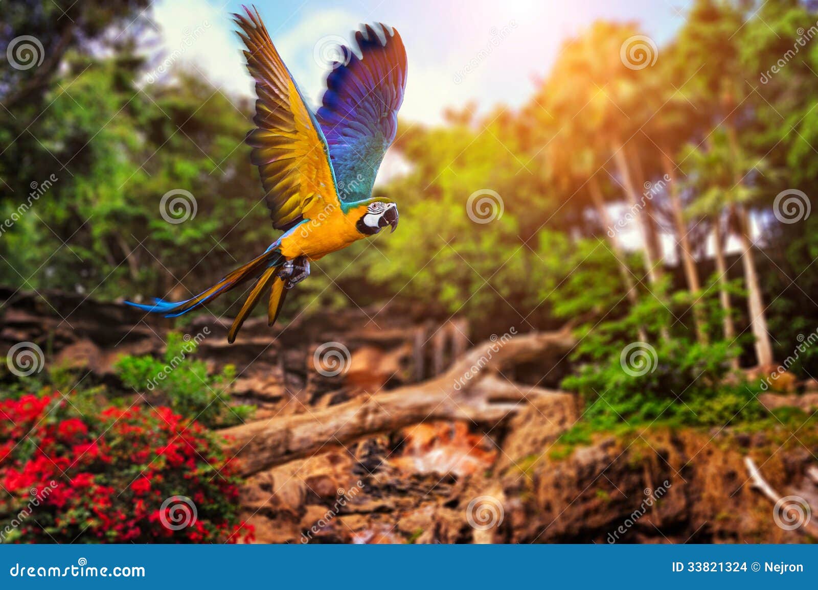 Parrot flying stock photo. Image of paradise, beak, beautiful - 33821324