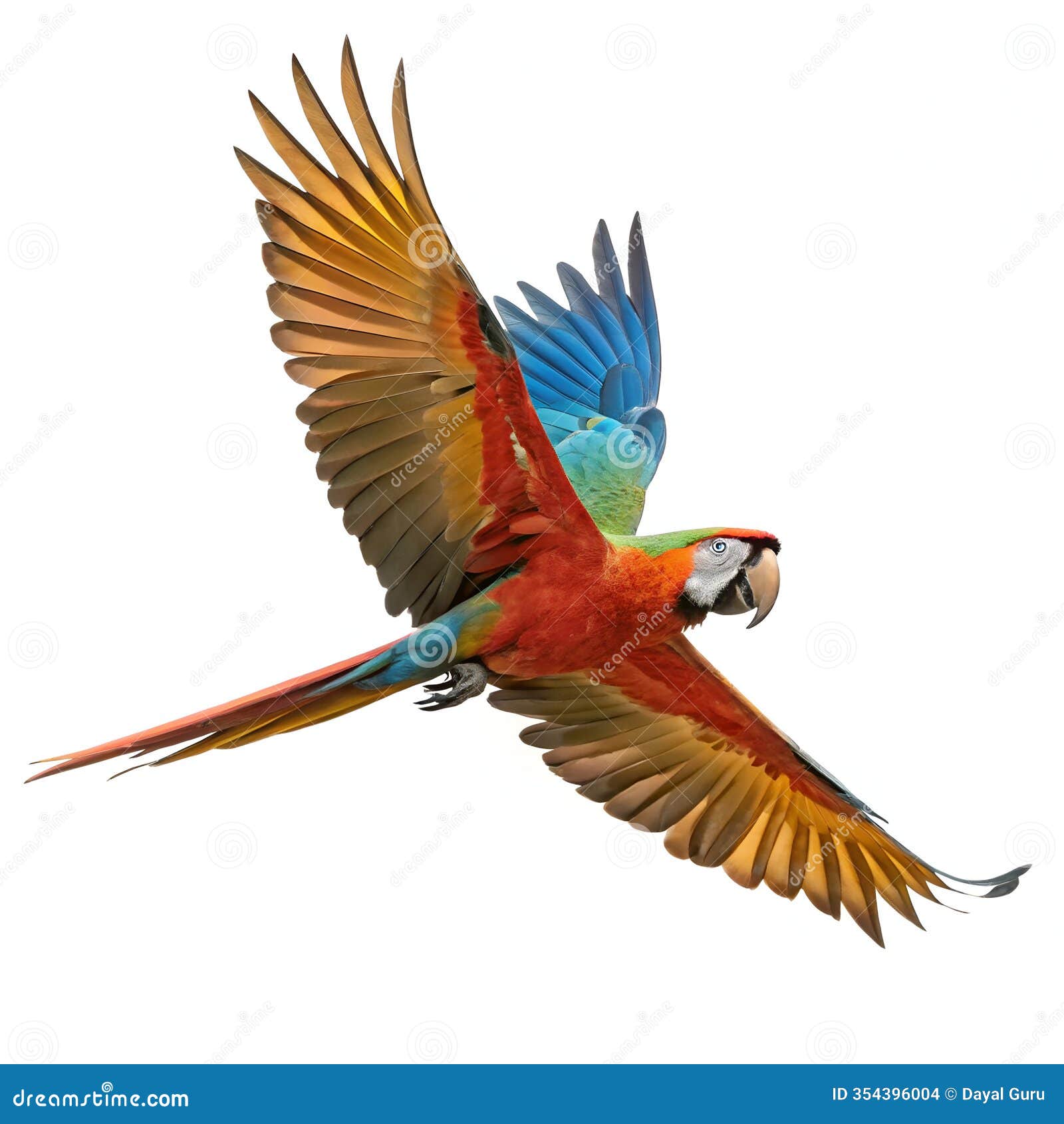 A Parrot Flying Isolated on White Background Stock Illustration ...