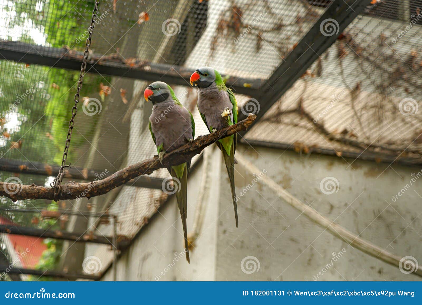 Parrot Foraging on a Branch Stock Image - Image of nature, tropical ...