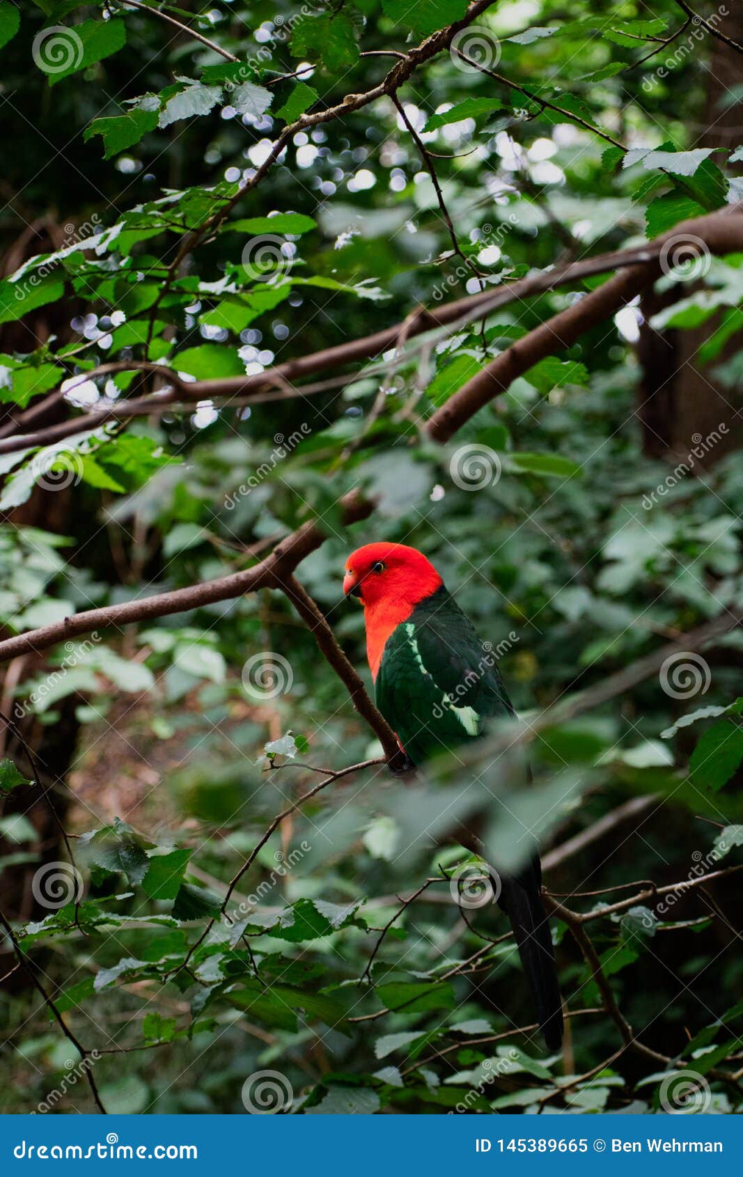 Parrot in forest stock image. Image of avian, beak, color - 145389665
