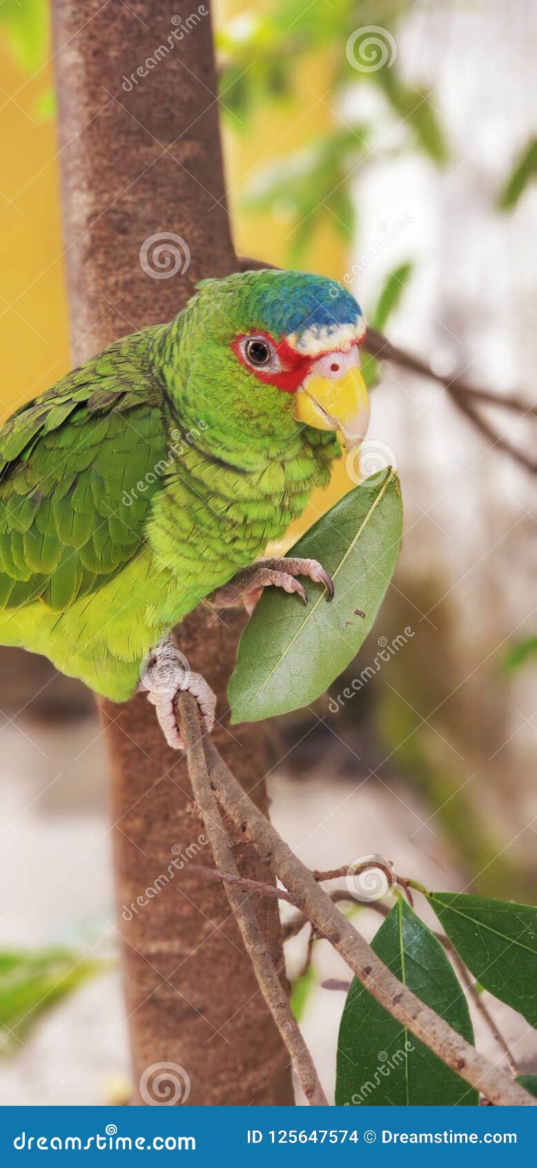 Parrot in fruit tree stock photo. Image of beautiful - 125647574