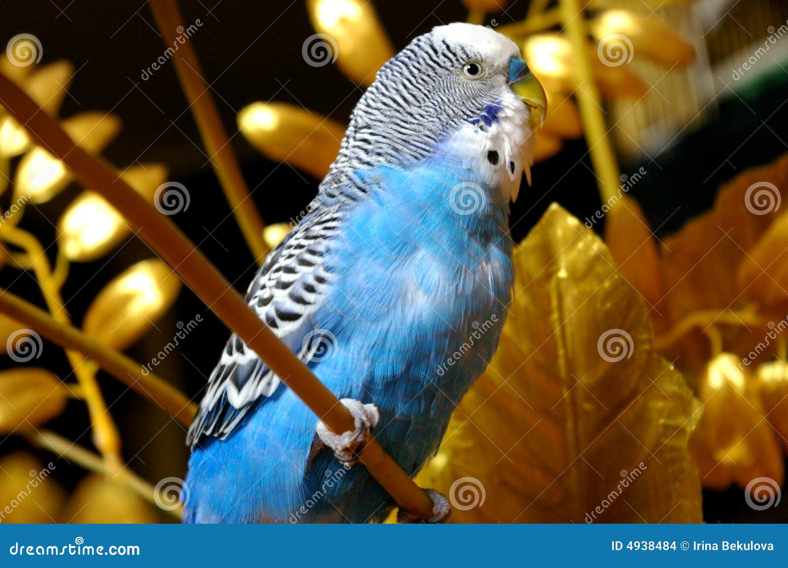 The Parrot in Golden Branch. Stock Photo - Image of branch, wavy: 4938484