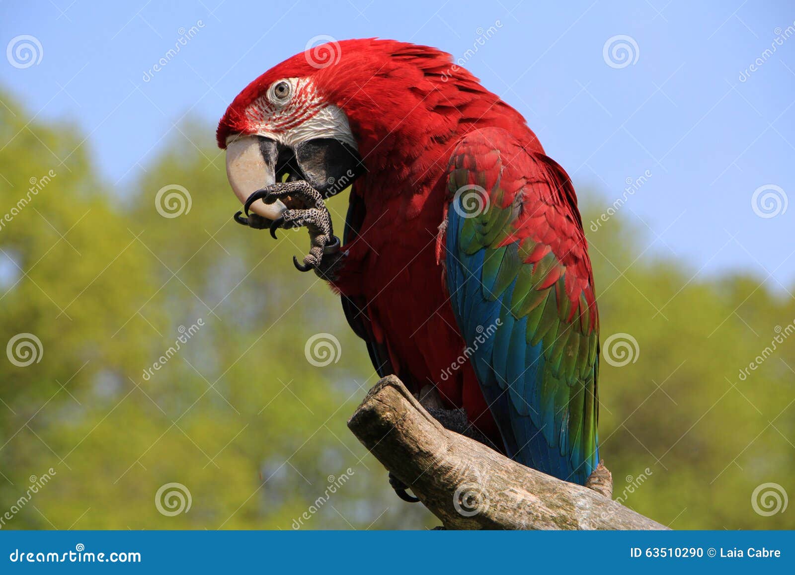 Parrot in Gran Canaria Show Stock Photo - Image of canaria, park: 63510290