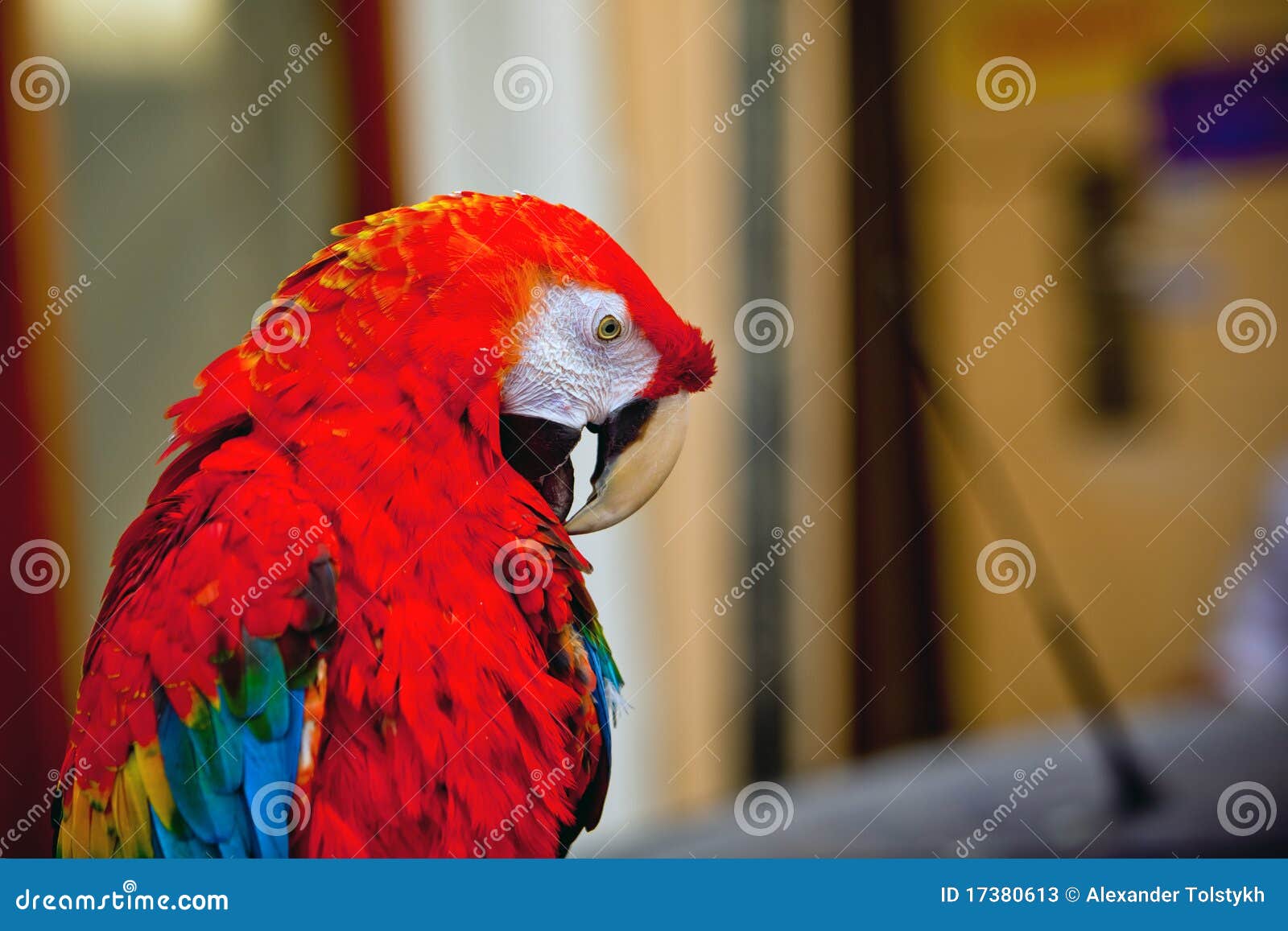 The parrot in Greece stock image. Image of close, perch - 17380613