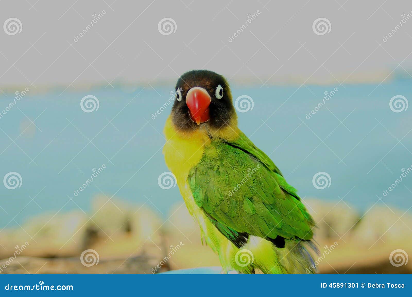 Parrot stock image. Image of feathers, bird, green, beak - 45891301