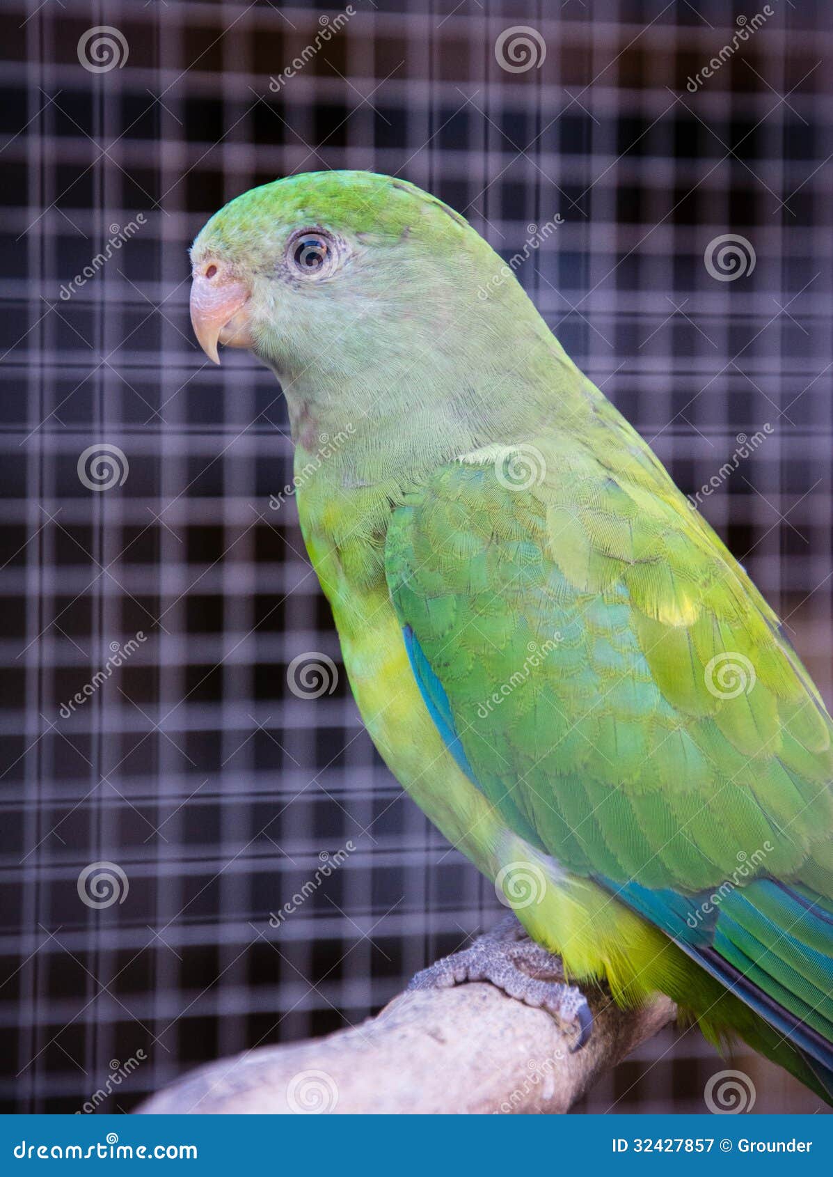 Parrot stock image. Image of coat, indonesia, macaw, colourful - 32427857