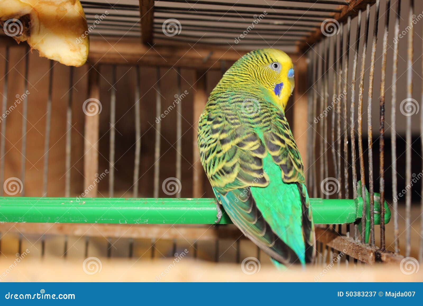 Parrot stock image. Image of animal, bird, green, cage - 50383237