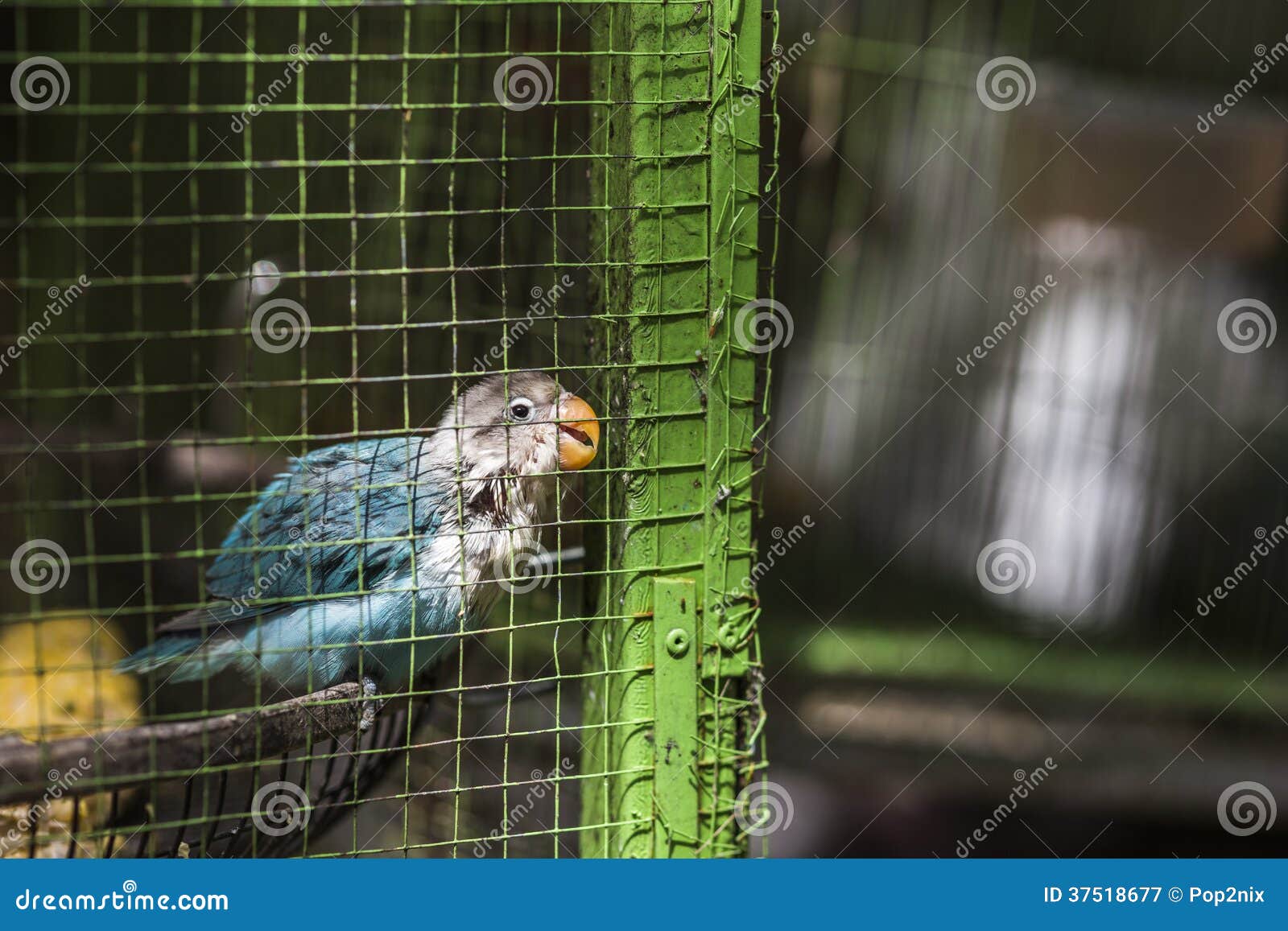 Parrot in green cage stock image. Image of perch, smile - 37518677