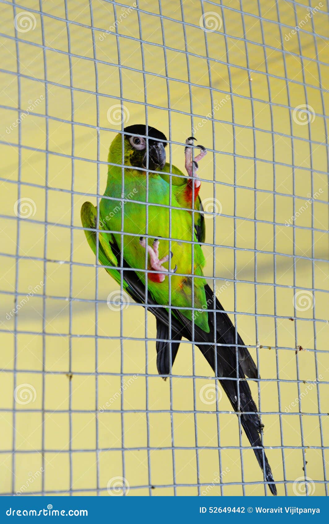 Parrot green in cage stock photo. Image of natural, pretty - 52649442