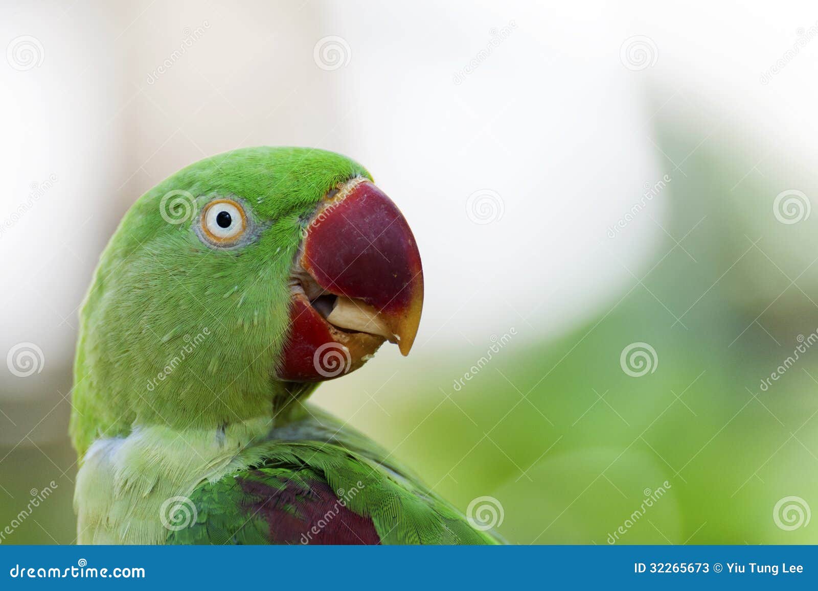 Parrot stock image. Image of tropical, colorful, tame - 32265673