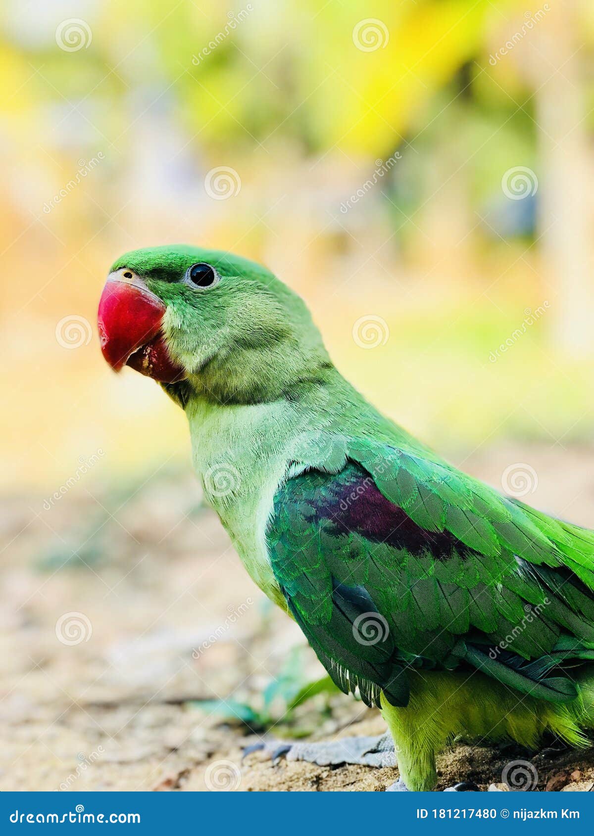 Parrot stock photo. Image of indian, green, bird, kerala - 181217480