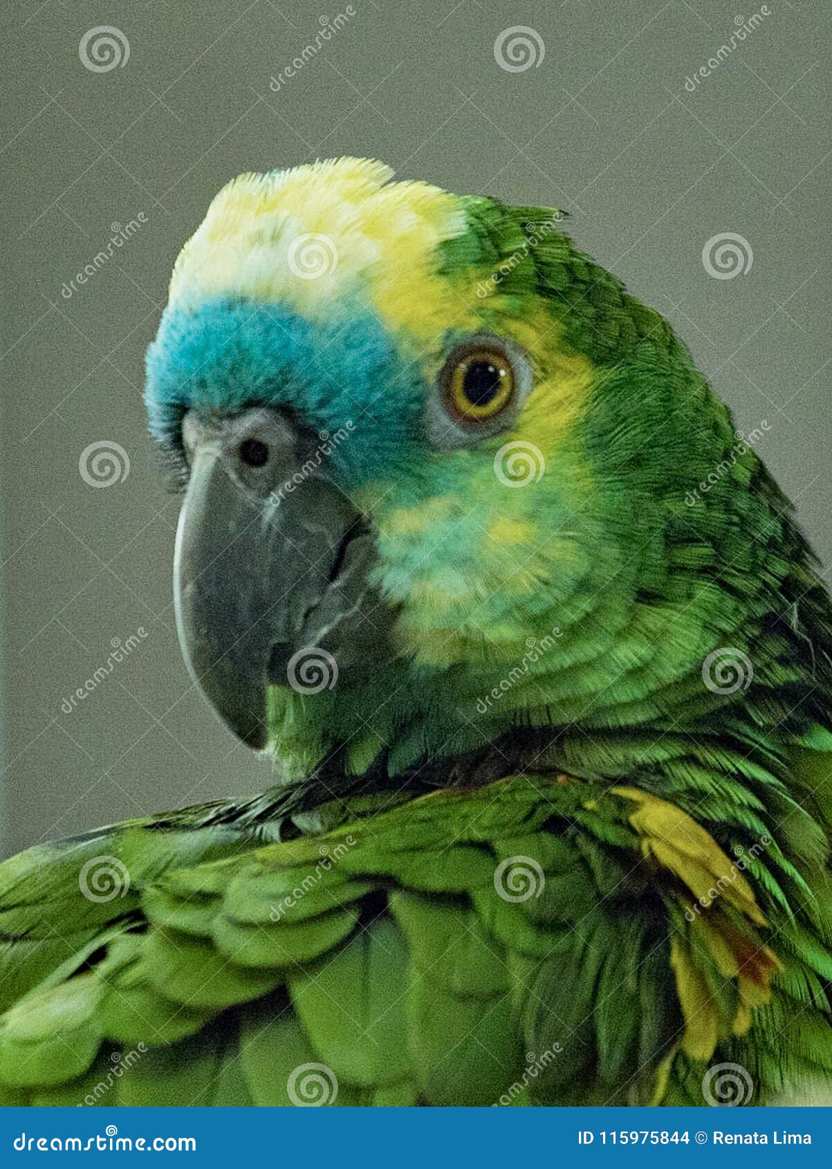 Parrot stock photo. Image of green, closeup, back, looking - 115975844