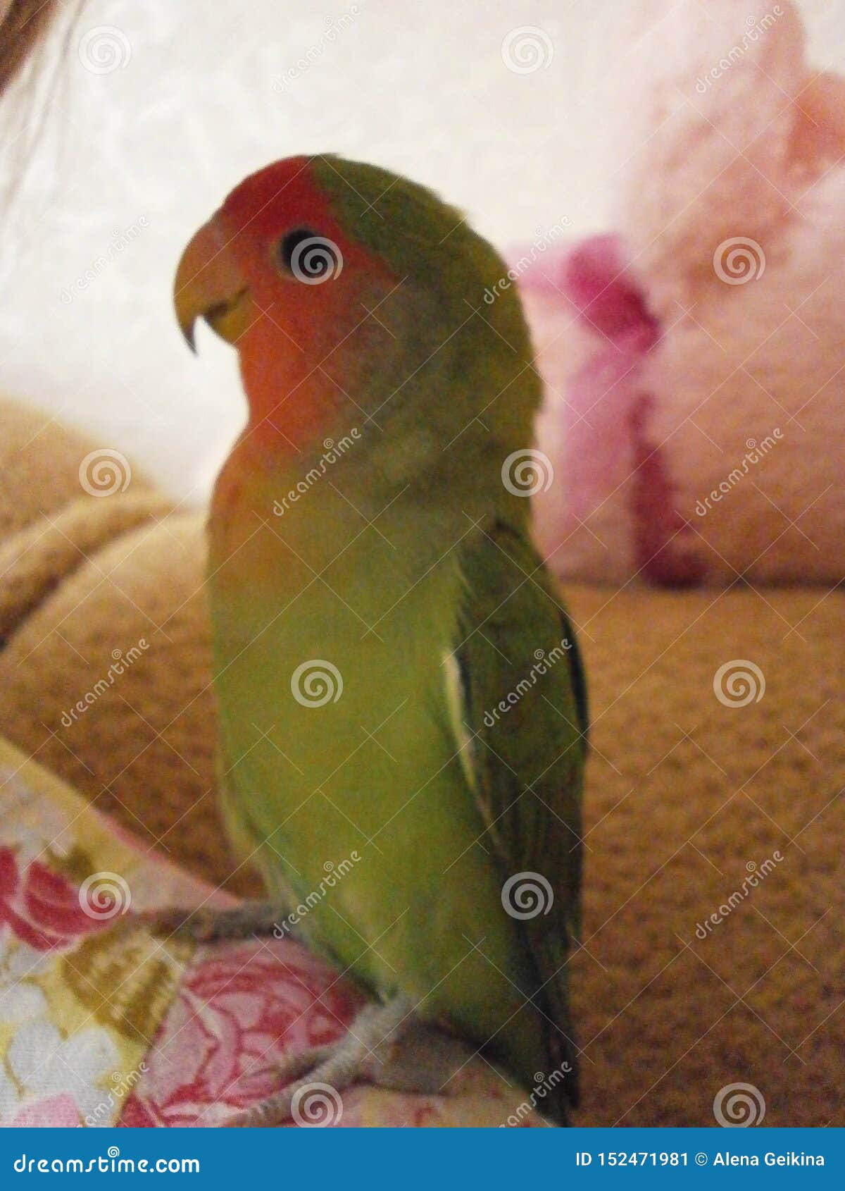 Parrot stock image. Image of beautiful, fluffy, green - 152471981