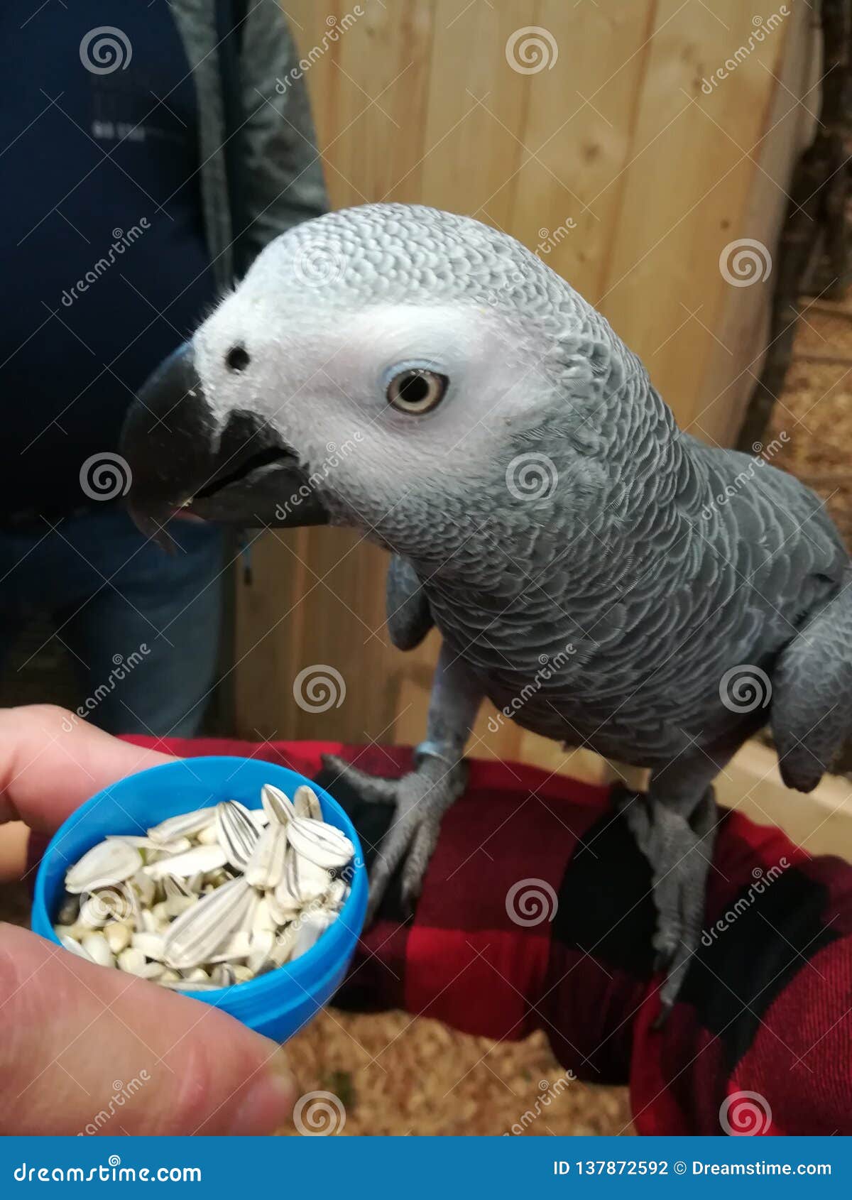 Parrot stock photo. Image of parrot, beautiful, bird - 137872592