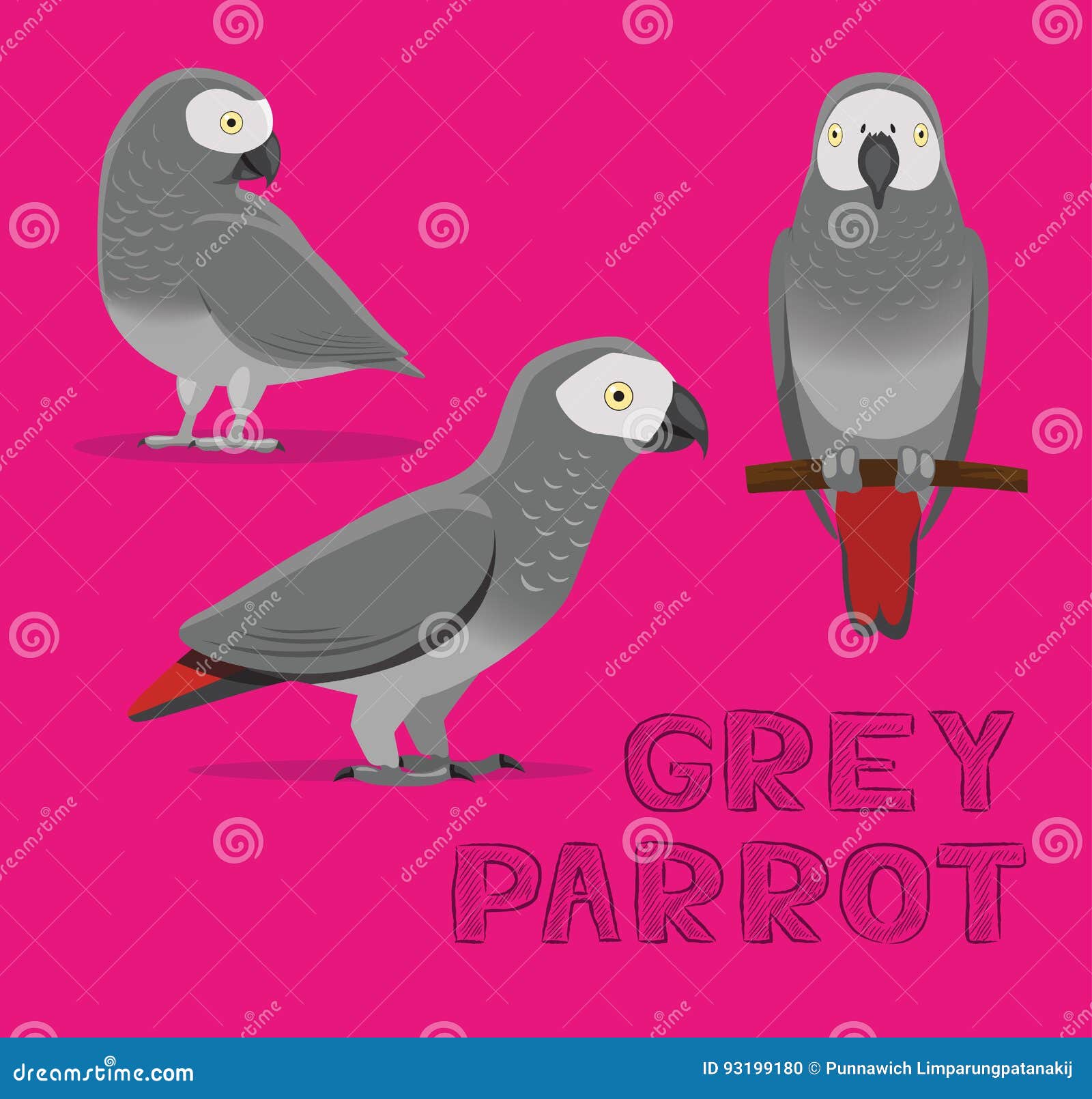 Parrot Grey Cartoon Vector Illustration Stock Vector - Illustration of ...