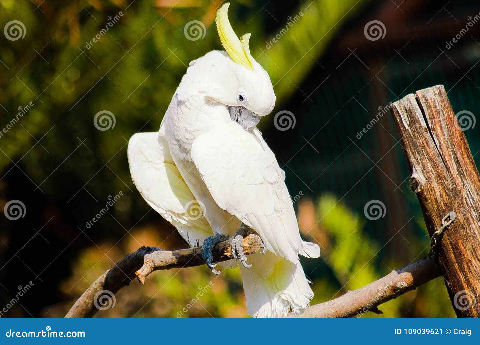 Grooming stock image. Image of nature, parrot, bird - 109039621