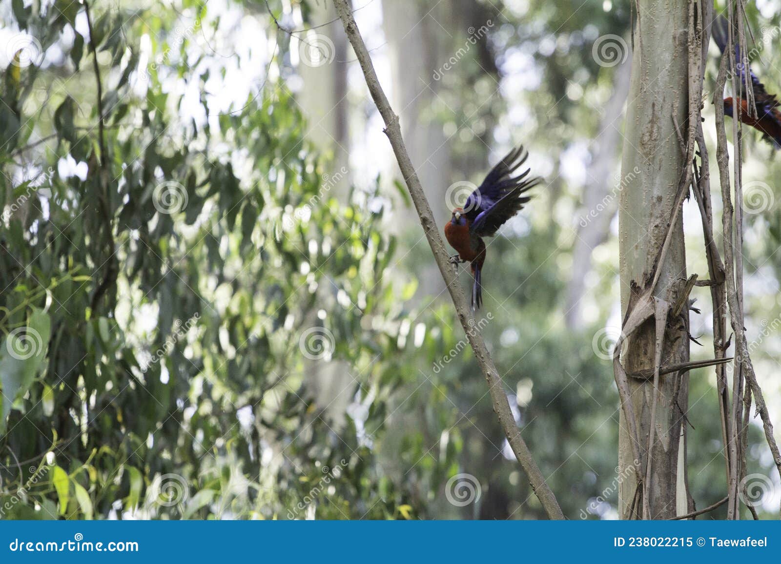 Parrot gun into the wild stock image. Image of avian - 238022215