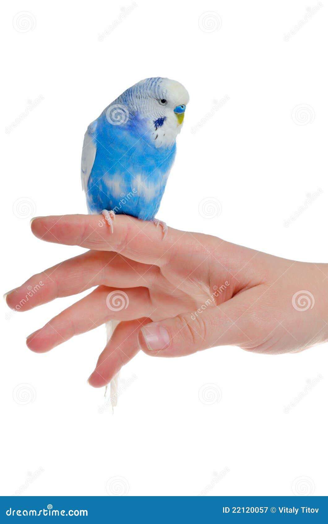 Parrot on hand stock image. Image of bird, beautiful - 22120057
