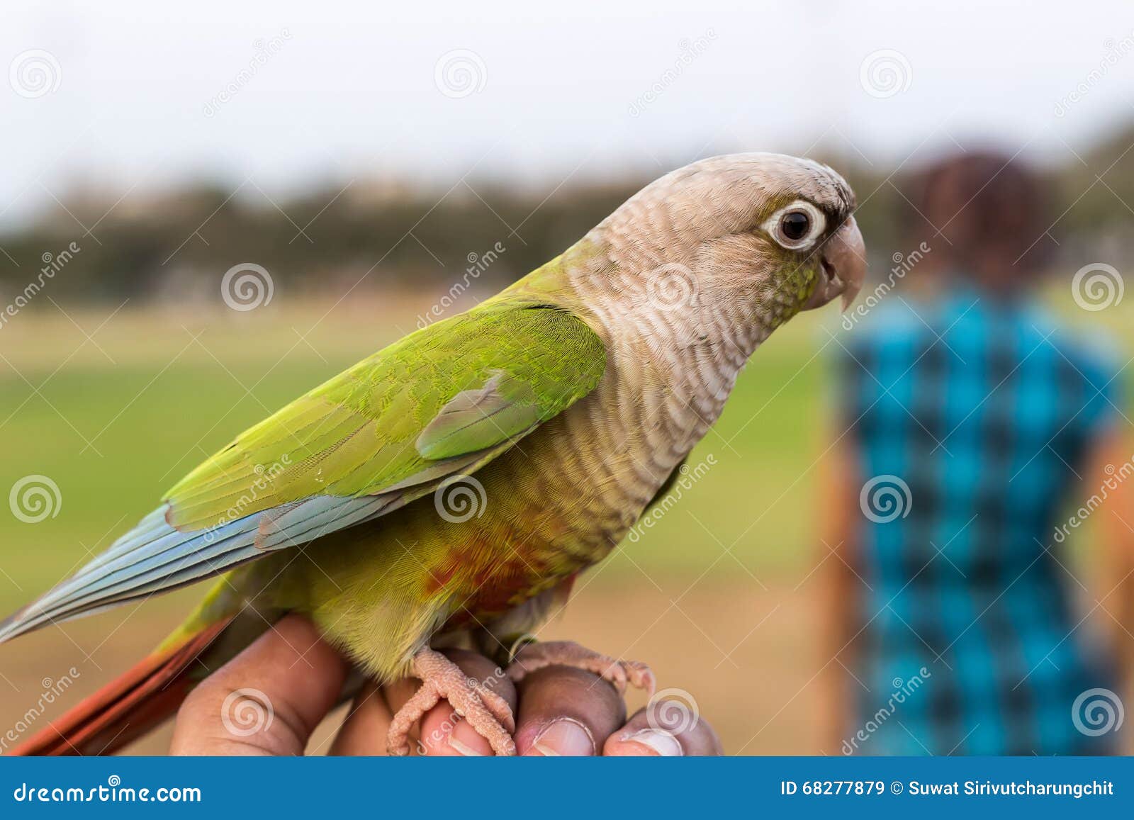 Parrot on the hand stock image. Image of hand, orange - 68277879