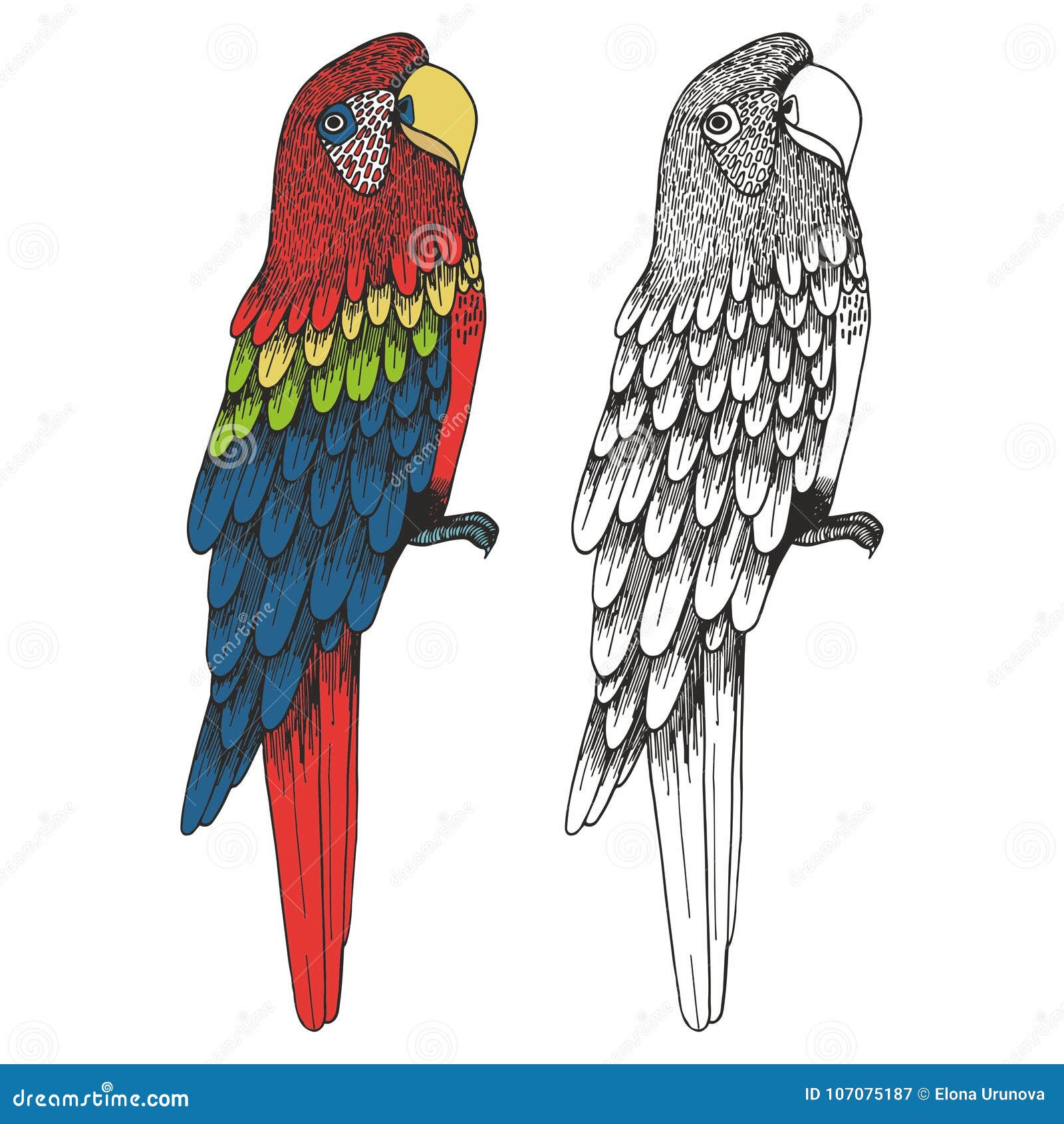 A parrot. Hand drawing stock vector. Illustration of element - 107075187