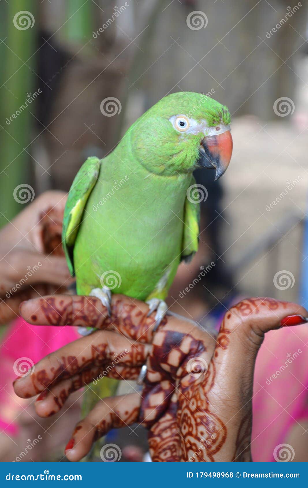Parrot in hand stock photo. Image of blue, friendship - 179498968