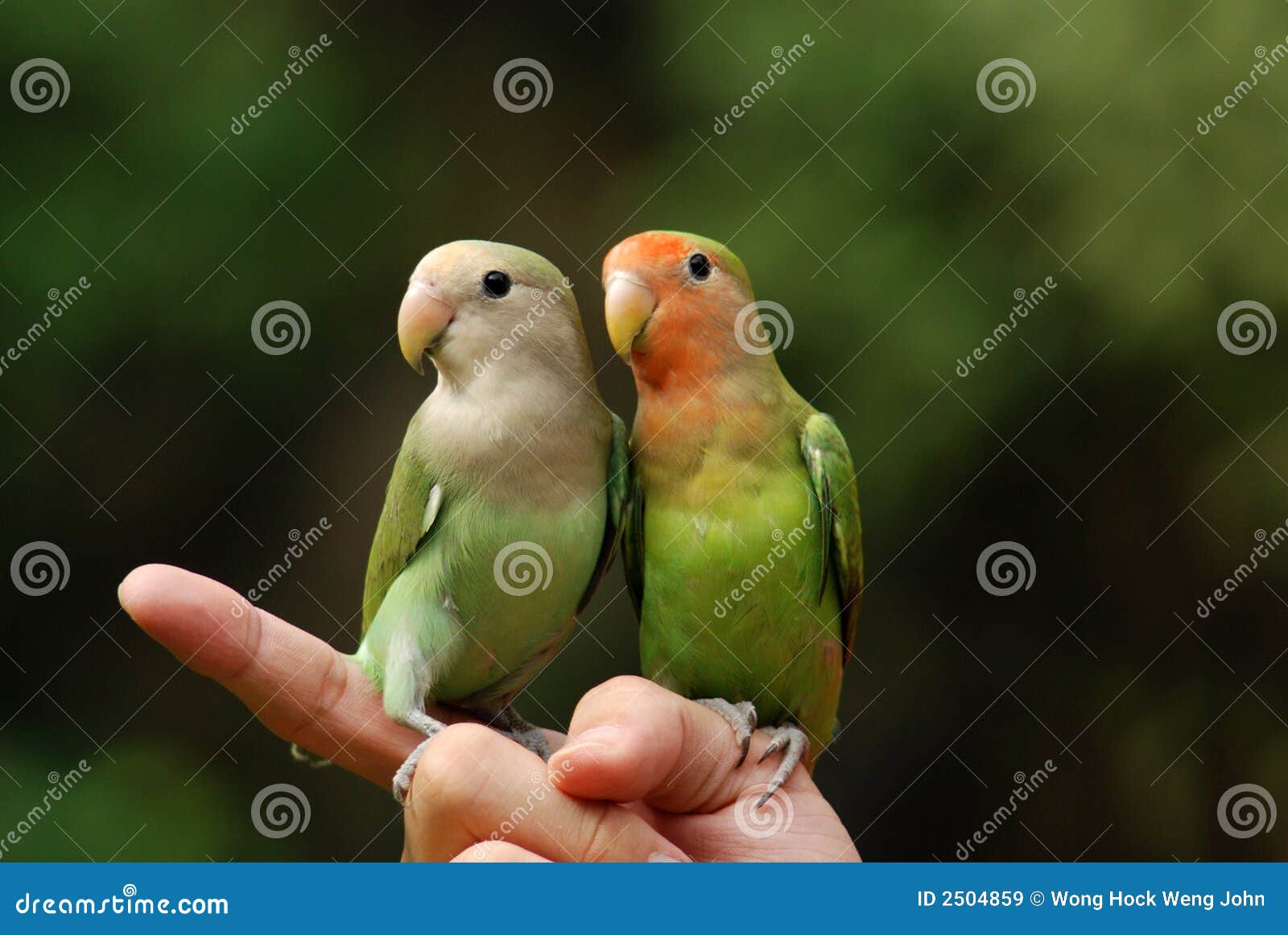 Parrot and hand pet stock image. Image of feather, foods - 2504859