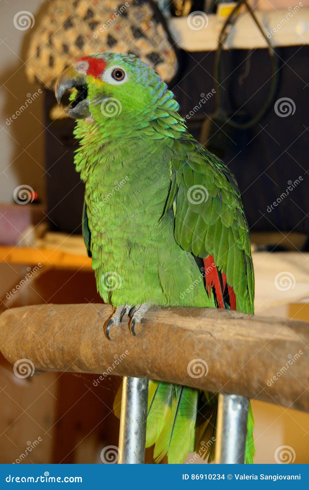 Parrot Sings Stock Photos - Free & Royalty-Free Stock Photos from ...