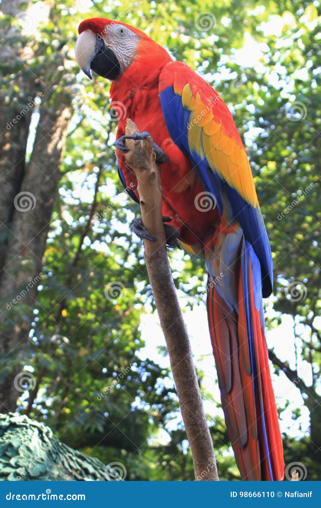Parrot stock photo. Image of beautiful, backgound, bird - 98666110
