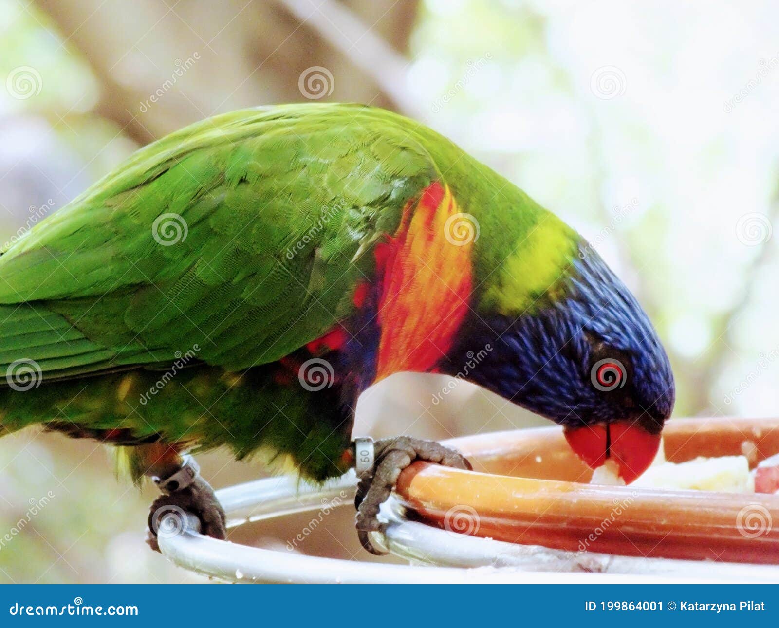 Parrot having a dinner stock image. Image of chicken - 199864001