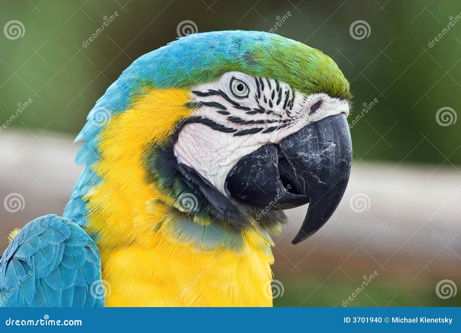 Parrot Head stock photo. Image of head, tropical, fauna - 3701940