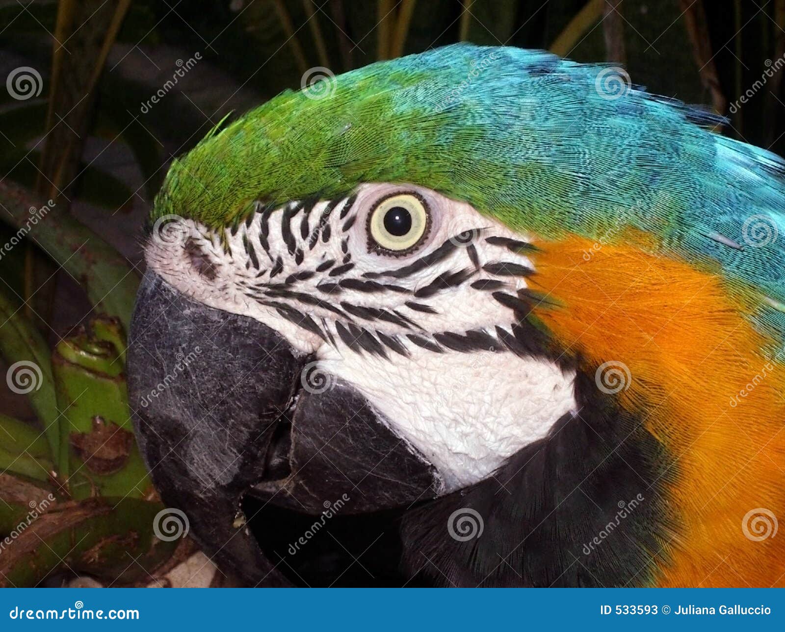 Parrot head stock image. Image of macro, beak, green, cockatoo - 533593