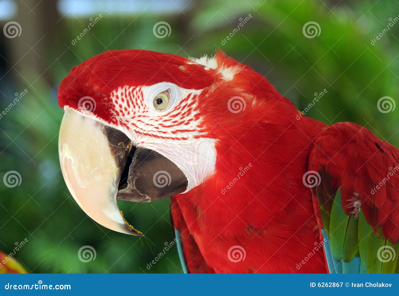 Parrot head stock image. Image of amazon, tropical, closeup - 6262867