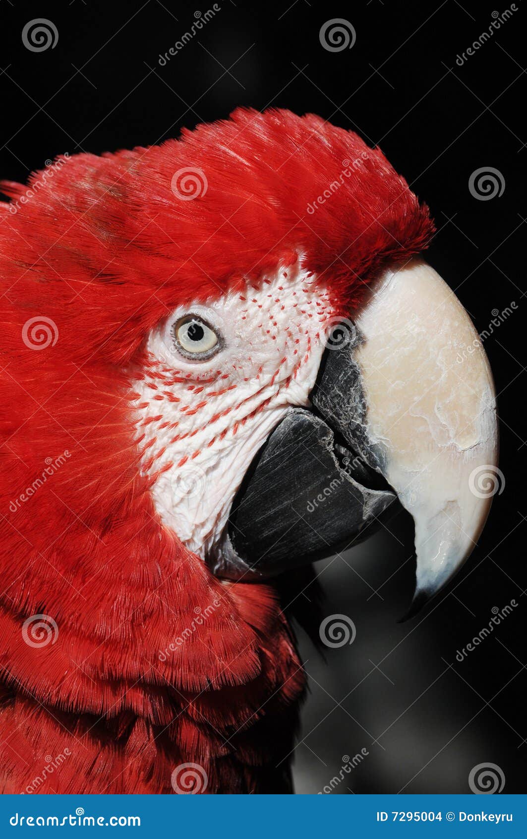 The parrot head. stock photo. Image of animal, parrot - 7295004