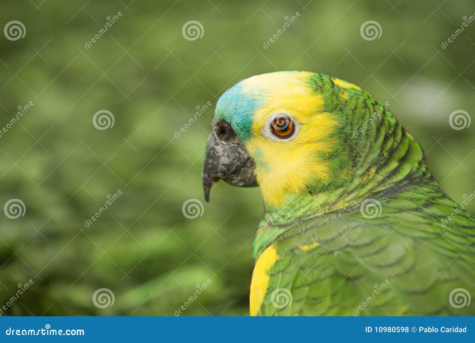 Parrot head close up. stock photo. Image of fauna, feathers - 10980598